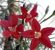 Ukrasni slak, Ipomoea quamoclit 10 sjemenki