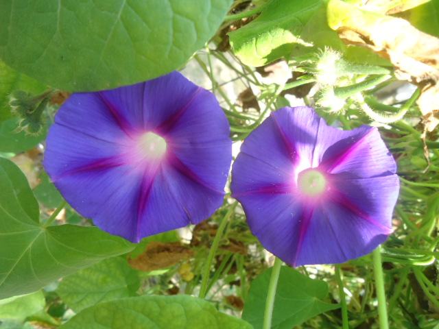 UKRASNI SLAK / Ladolež / Ipomea