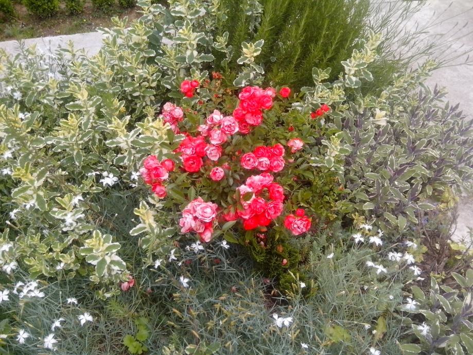 UKRASNO BILJE-Buxus(šimšir)