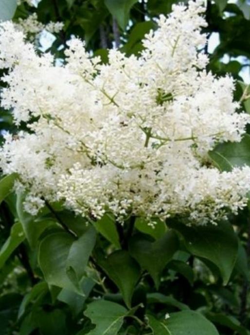 UKRASNO BILJE, JORGOVAN-domaći