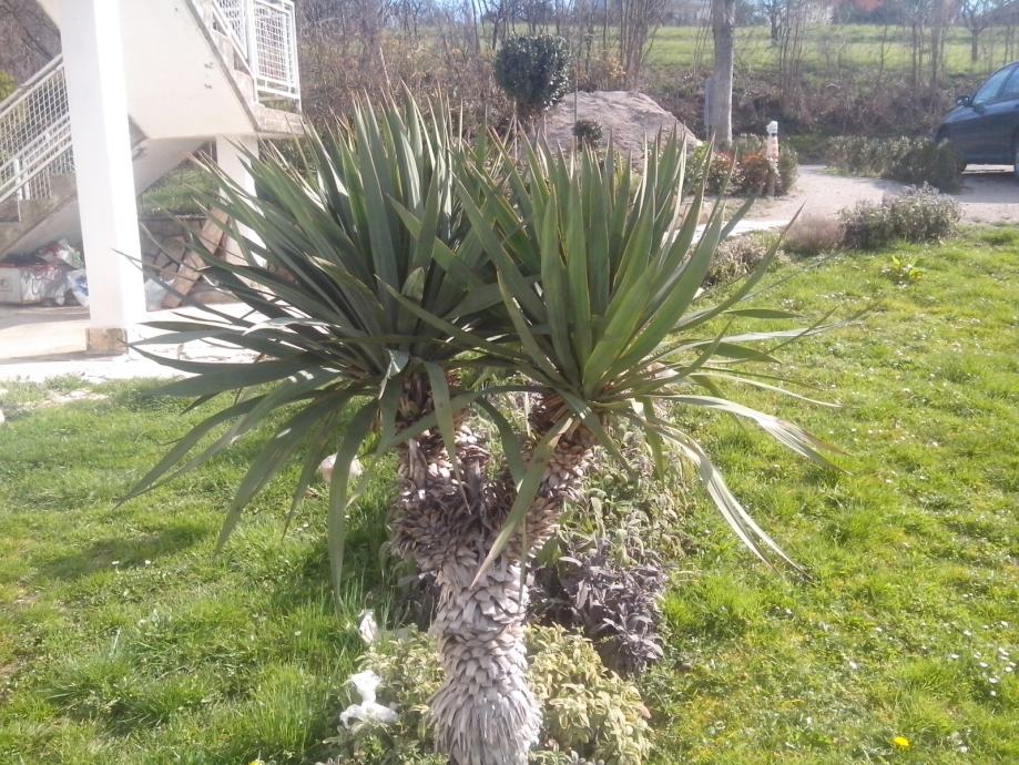 UKRASNO BILJE-Yucca,Juka