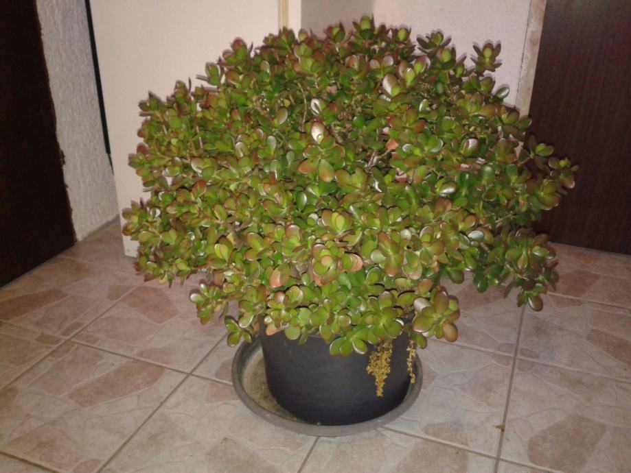 Ukrasno drvo / Japansko drvo