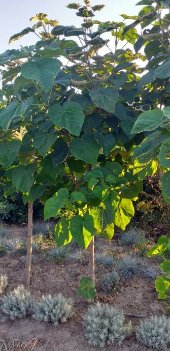 Ukrasno drvo - paulovnija