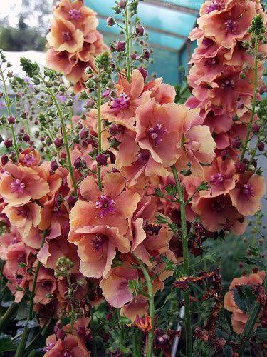 Verbascum / Rose / SADNICE