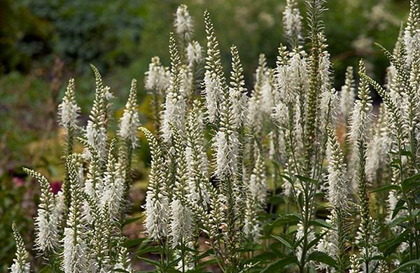 Veronica spicata Alba / SADNICE