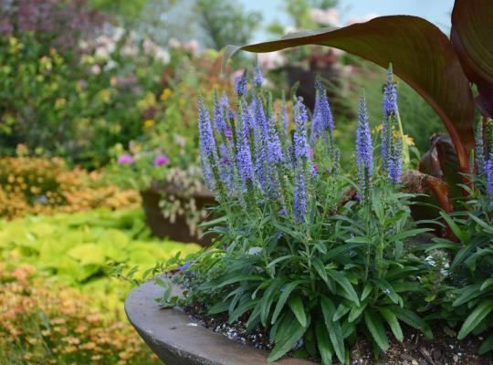 Veronica spicata mix / Sjeme