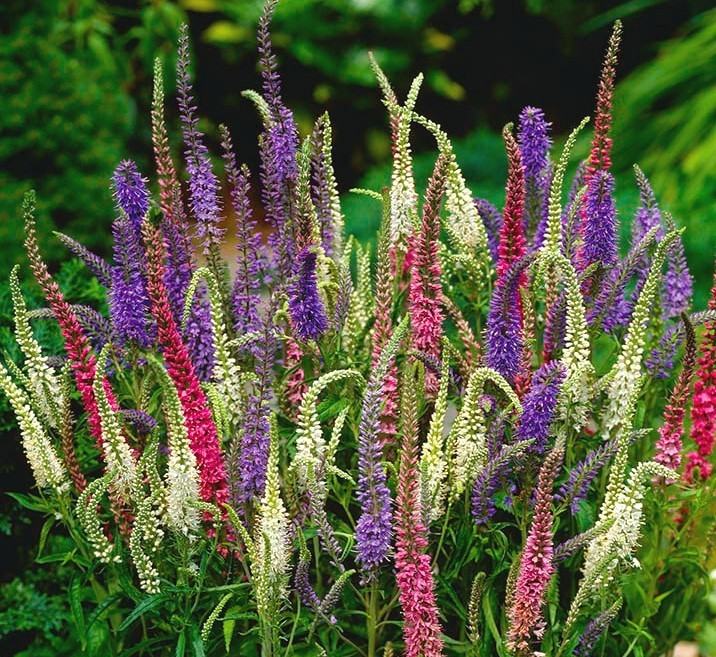Veronica spicata mix / Sjeme