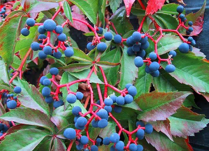 VIRGINIA PUZAVAC - DIVLJA LOZA - sjeme (1000x)