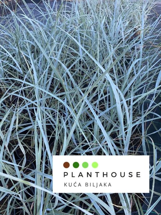 Visoka plava trava / Elymus arenarius / SADNICE