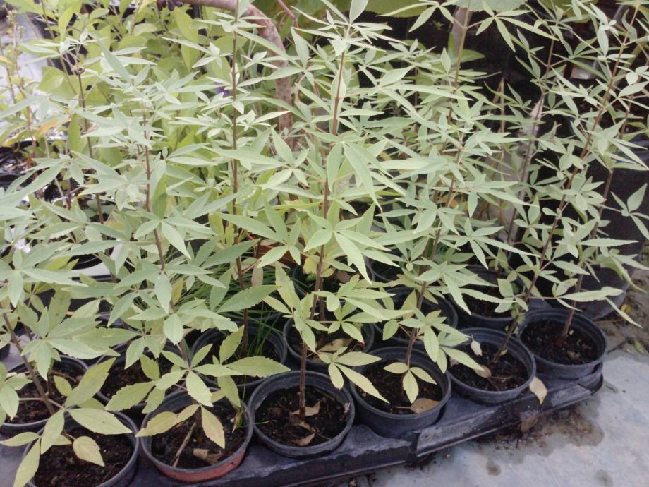 VITEX AGNUS - CASTUS / konopljika / ljubičasto-plava-sjemenke 40 kom