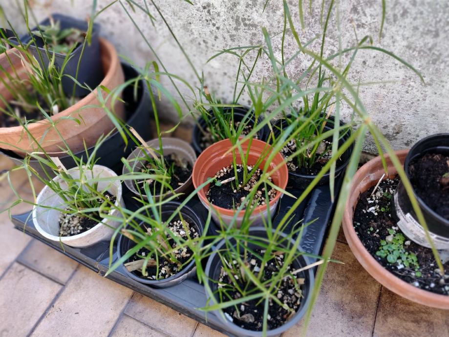 Vodena palma, Šilj, lat Cyperus alternifolius, sadnica
