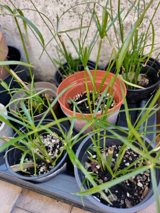 Vodena palma, Šilj, lat Cyperus alternifolius, sadnica