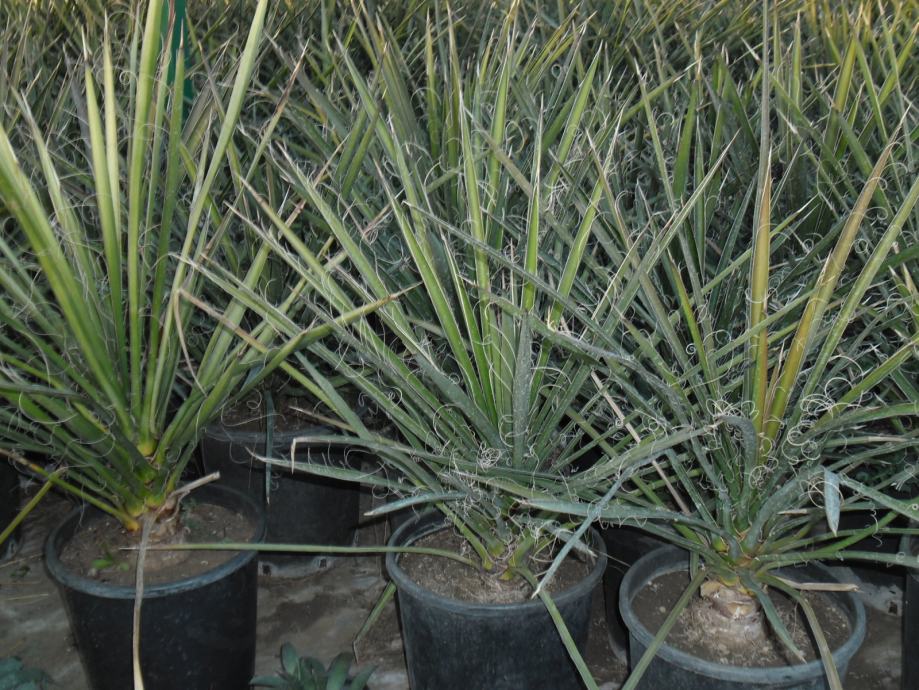 Yucca filifera