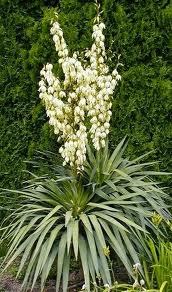 Yucca vrtna zimzelena biljka juka
