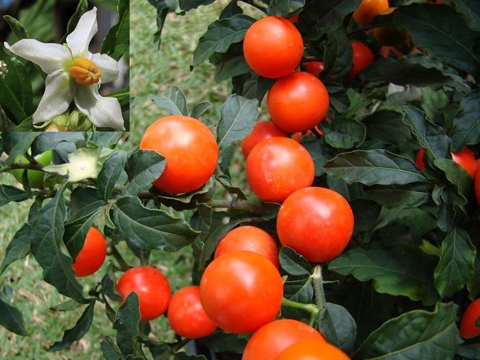 ZIMSKA TREŠNJA - sjeme