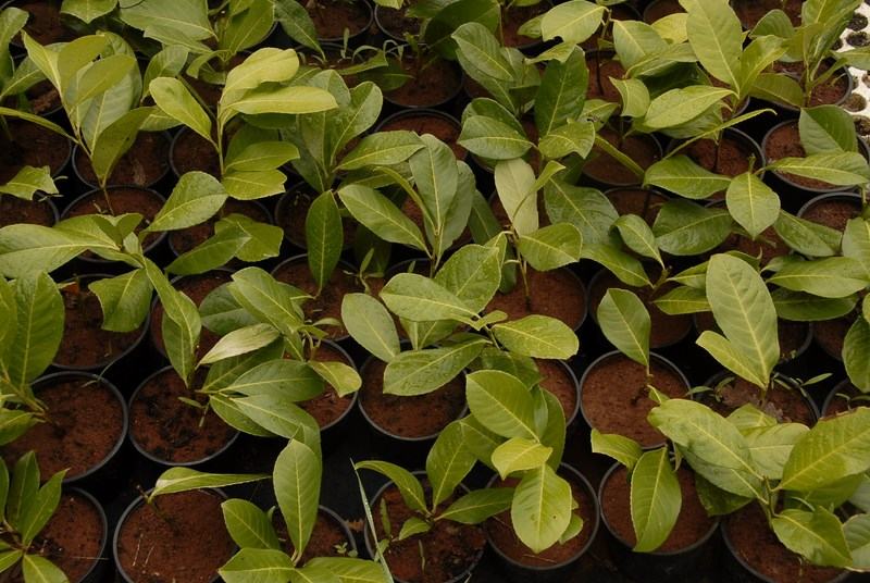 Fotinija Red Robin , Photinia , Crvena živica , lovorvišnja , Sadnice