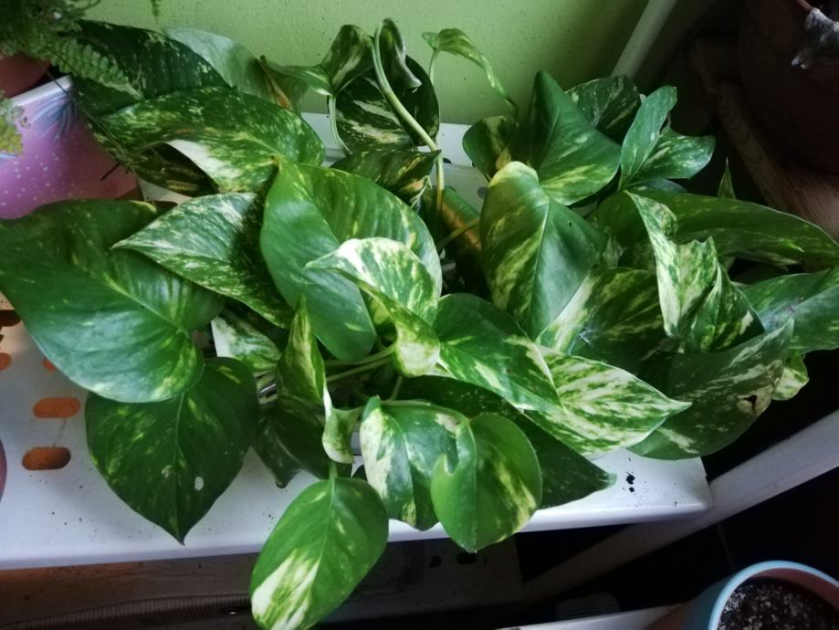 Zlatni puzavac sobna biljka