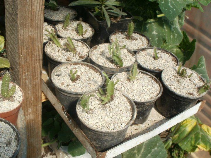 Zmajevo voće -pitaja- sjeme