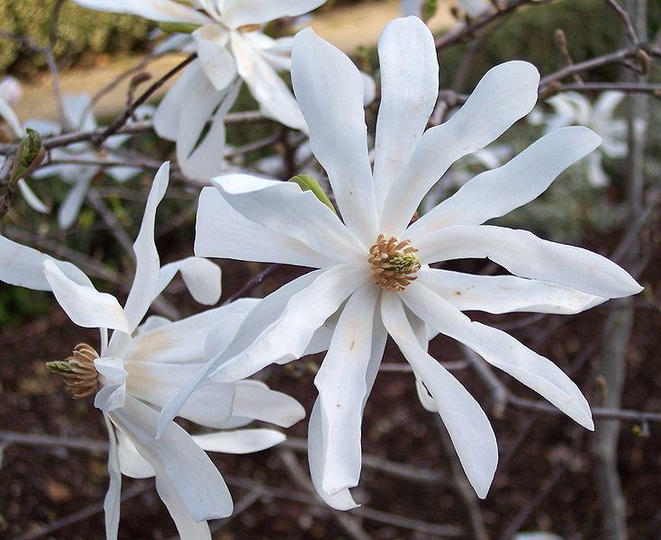 Zvjezdasta magnolija - Magnolia Stellata