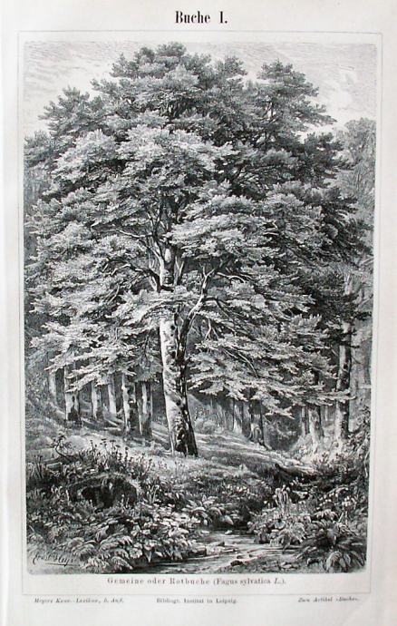 LITOGRAFIJA - BUKVA DRVO ŠUMA ŠUMARSTVO BOTANIKA FLORA LOVSTVO