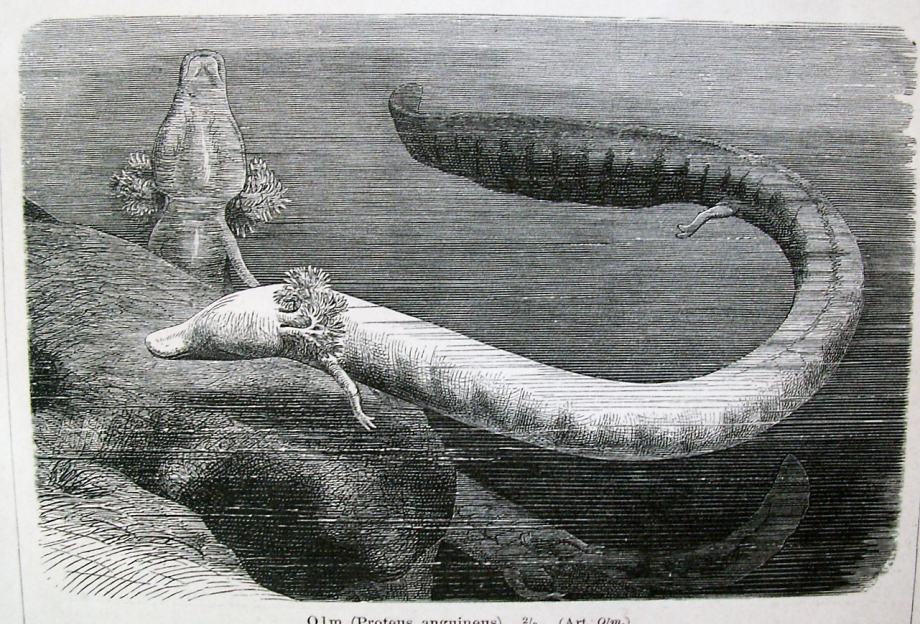 LITOGRAFIJA - ČOVJEČJA RIBICA DAŽDEVNJAK VODOZEMCI REPTILI ZOOLOGIJA