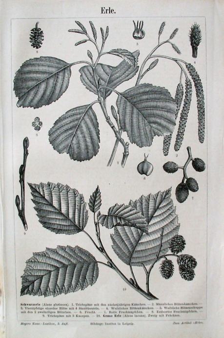 LITOGRAFIJA - JOHA DRVO LIST BOTANIKA ŠUMARSTVO BOTANIKA