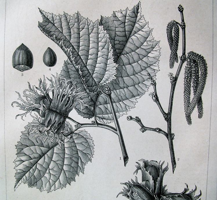 LITOGRAFIJA - LJESKA LJEŠNJAK VOČARSTVO HORTIKULTURA