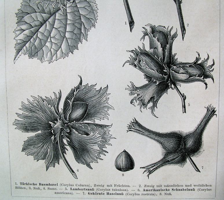 LITOGRAFIJA - LJESKA LJEŠNJAK VOČARSTVO HORTIKULTURA