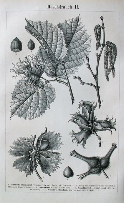 LITOGRAFIJA - LJESKA LJEŠNJAK VOČARSTVO HORTIKULTURA