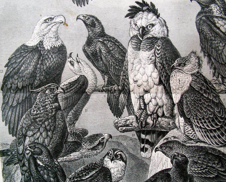 LITOGRAFIJA - ORAO PTICE JASTREB ORNITOLOGIJA ZOOLOGIJA 1889