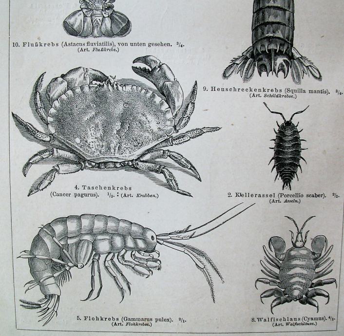 LITOGRAFIJA - RAK JASTOG HLAP RAKOVI MORE ZOOLOGIJA PRIRODA FAUNA 1889