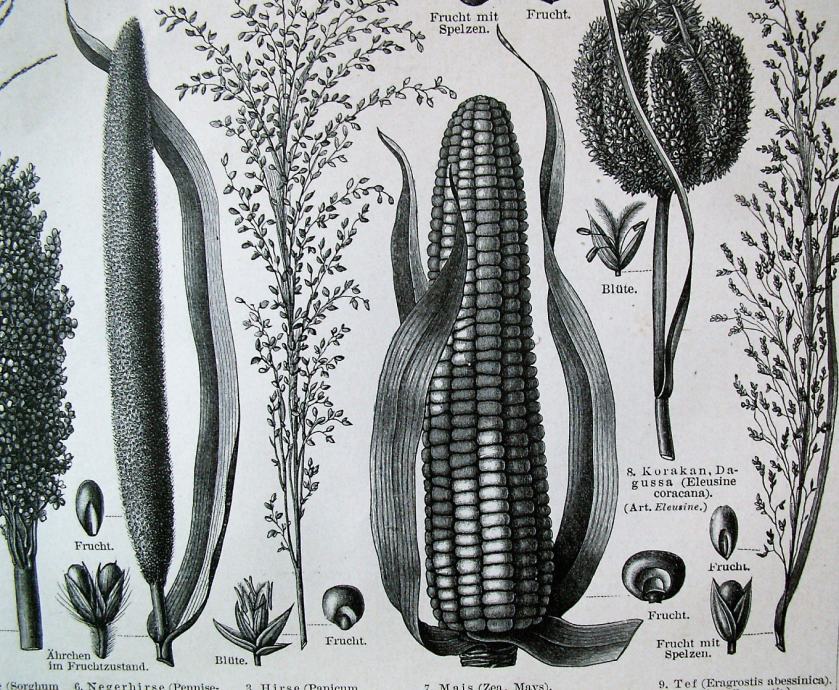 LITOGRAFIJA - ŽITARICE KUKURUZ PROSO POLJOPRIVREDA FLORA 1889