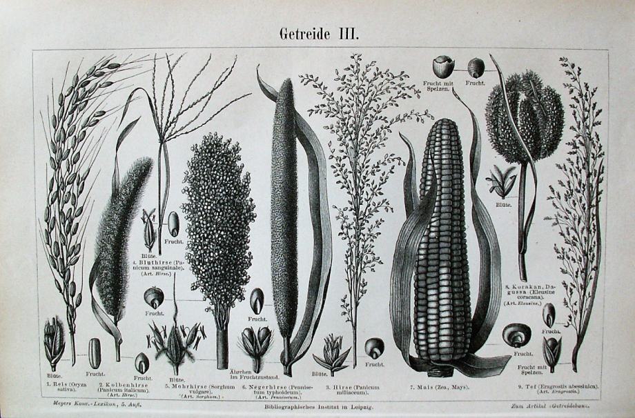 LITOGRAFIJA - ŽITARICE KUKURUZ PROSO POLJOPRIVREDA FLORA 1889