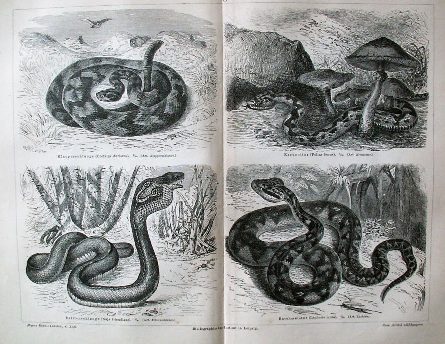 LITOGRAFIJA - ZMIJE GMAZOVI ŽIVOTINJE KOBRA ZVEČARKA ZOOLOGIJA