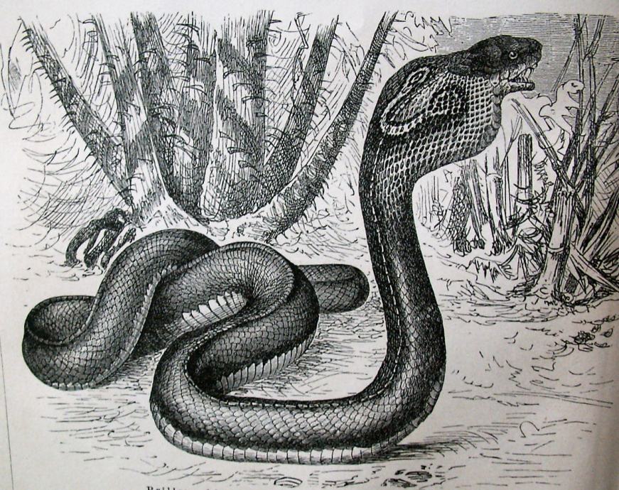 LITOGRAFIJA - ZMIJE GMAZOVI ŽIVOTINJE KOBRA ZVEČARKA ZOOLOGIJA