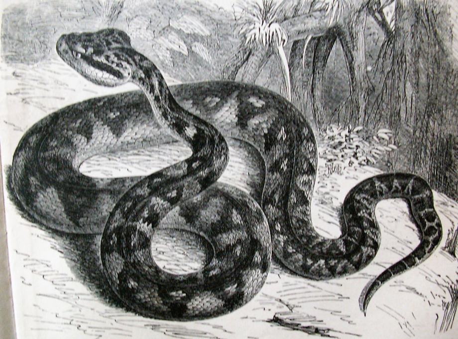 LITOGRAFIJA - ZMIJE GMAZOVI ŽIVOTINJE KOBRA ZVEČARKA ZOOLOGIJA