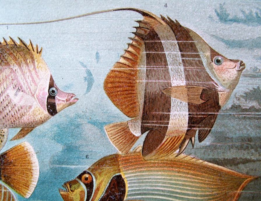 LITOGRAFIJA TROPSKE RIBE KORALJI AKVARIJ 1889