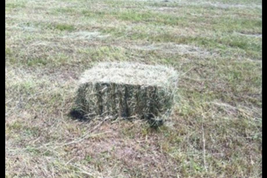 Kockaste bale sijena