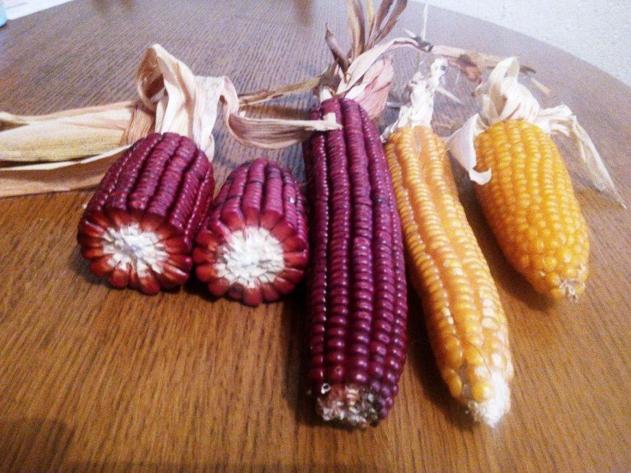 Kukuruz stara sorta
