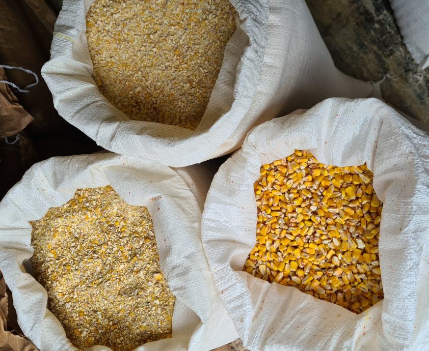 Kukuruz u zrnu, mljeveni i mješavina - Istra i Kvarner