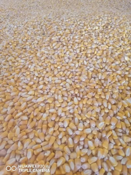 Kukuruz u zrnu