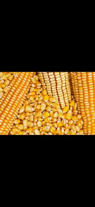kukuruz u zrnu