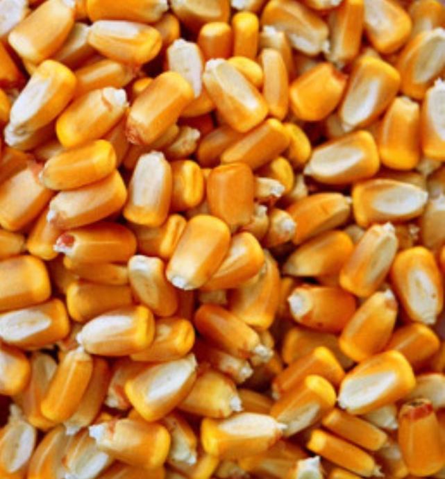 Kukuruz u zrnu