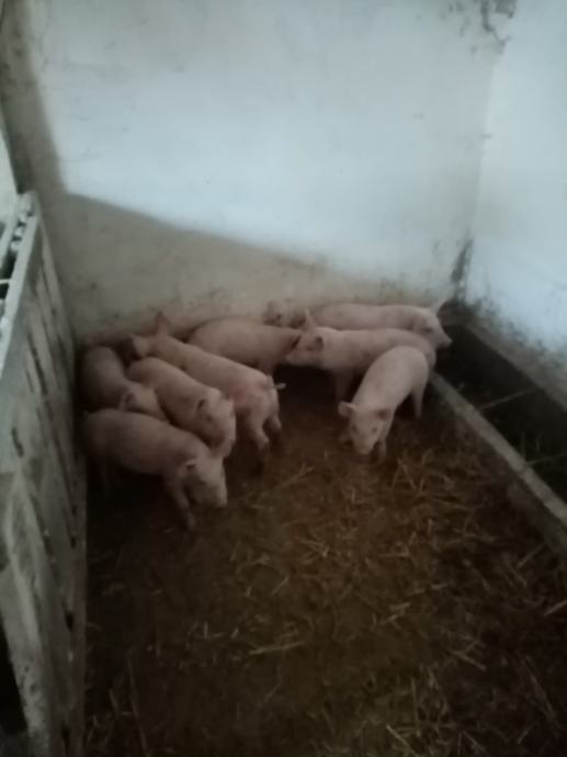 Prodajem prasce(odbijanci)rase PIC