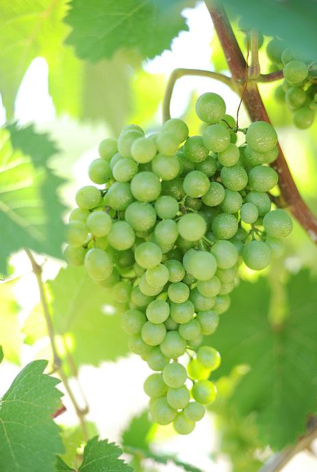 Grožđe rajnski rizling