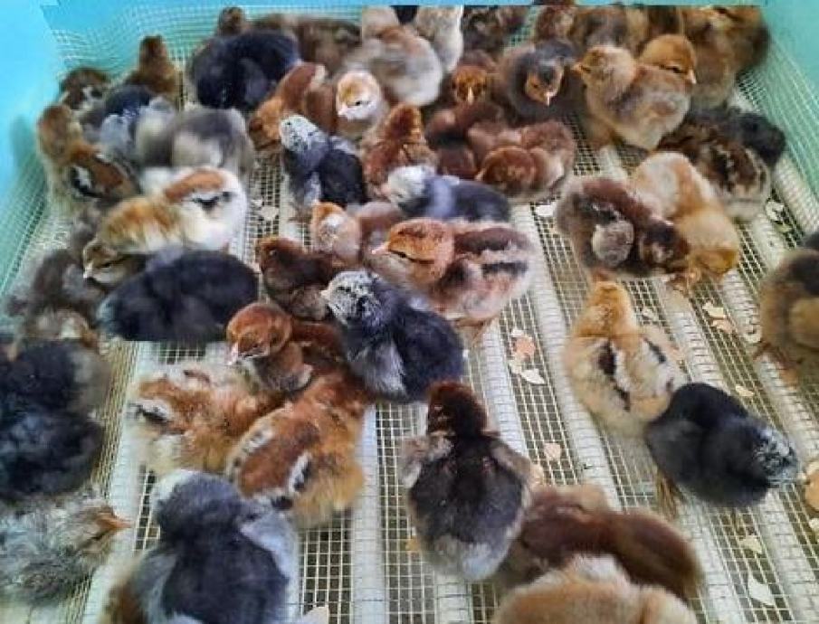 INKUBATORI 60 i 100 jaja ( mogućnost dostave )