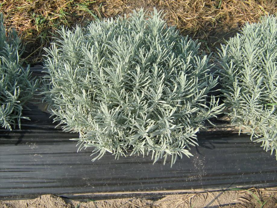 Lavanda