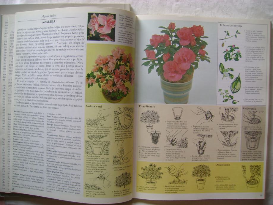 David Longman - Njega sobnog bilja; postupni prikaz - 1989.