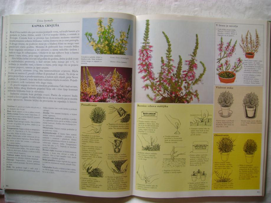 David Longman - Njega sobnog bilja; postupni prikaz - 1989.