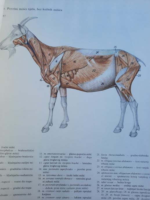Peter Popesko ANATOMSKI ATLAS DOMAĆIH ŽIVOTINJA 2.